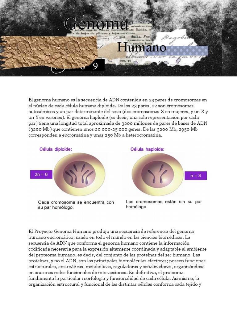 Genoma Humano | PDF | Genoma humano | Genoma