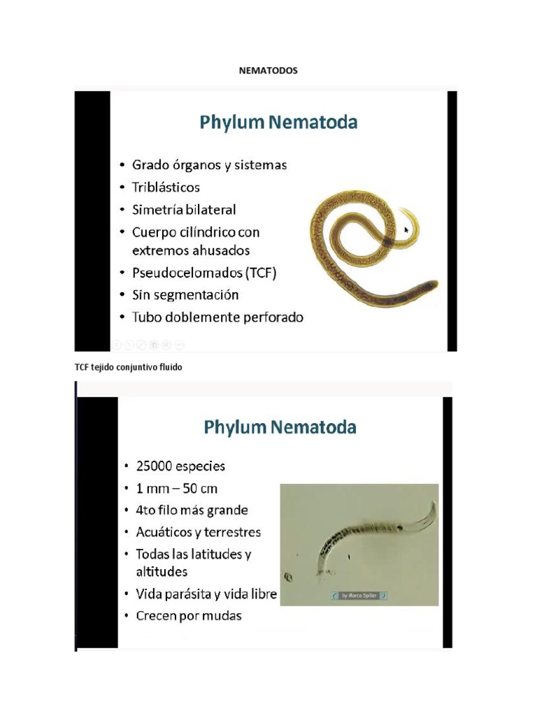 2 Nematodos | PDF | Nematodo | Anatomía