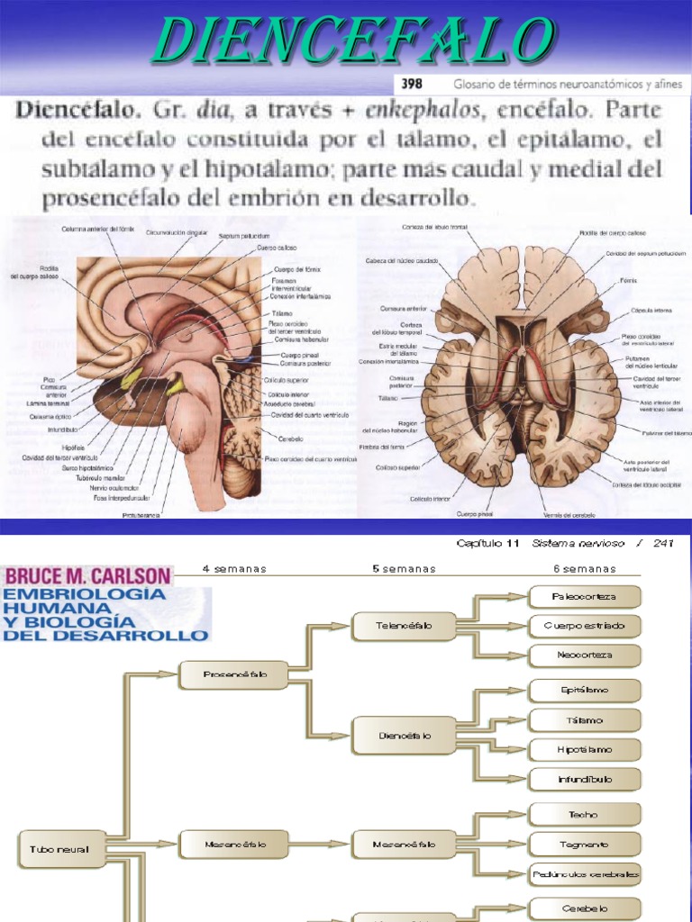 Diencefalo | PDF