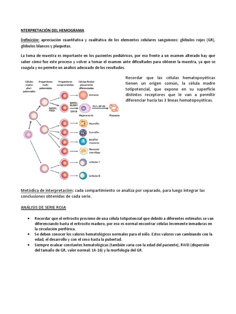 Hemograma 1pdf Leucocito Sistema Inmune