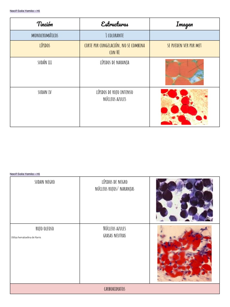 Tinciones y Microscopios | PDF