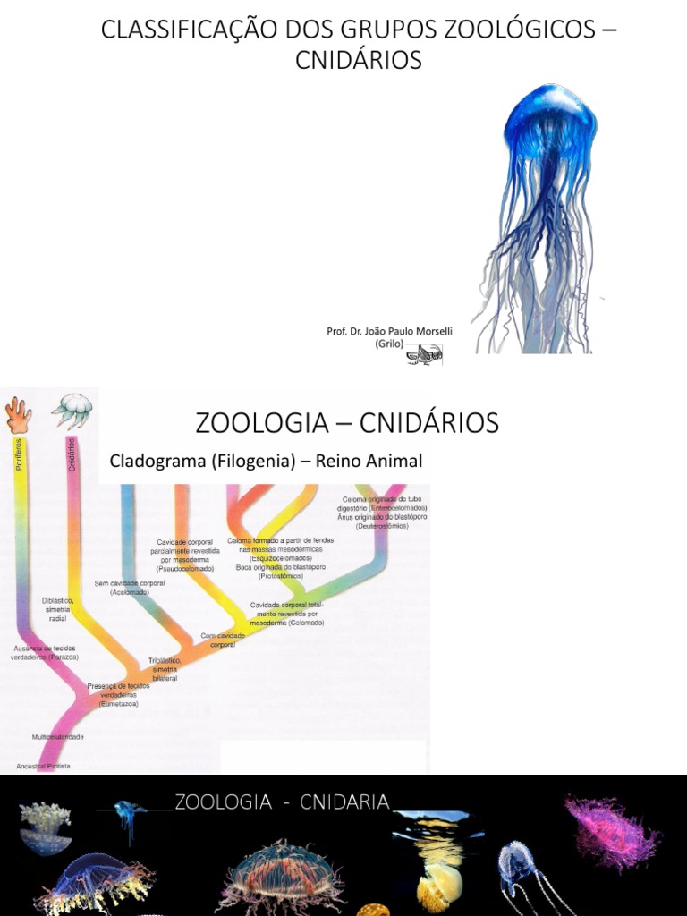 1 Ano - Filo Cnidaria | PDF