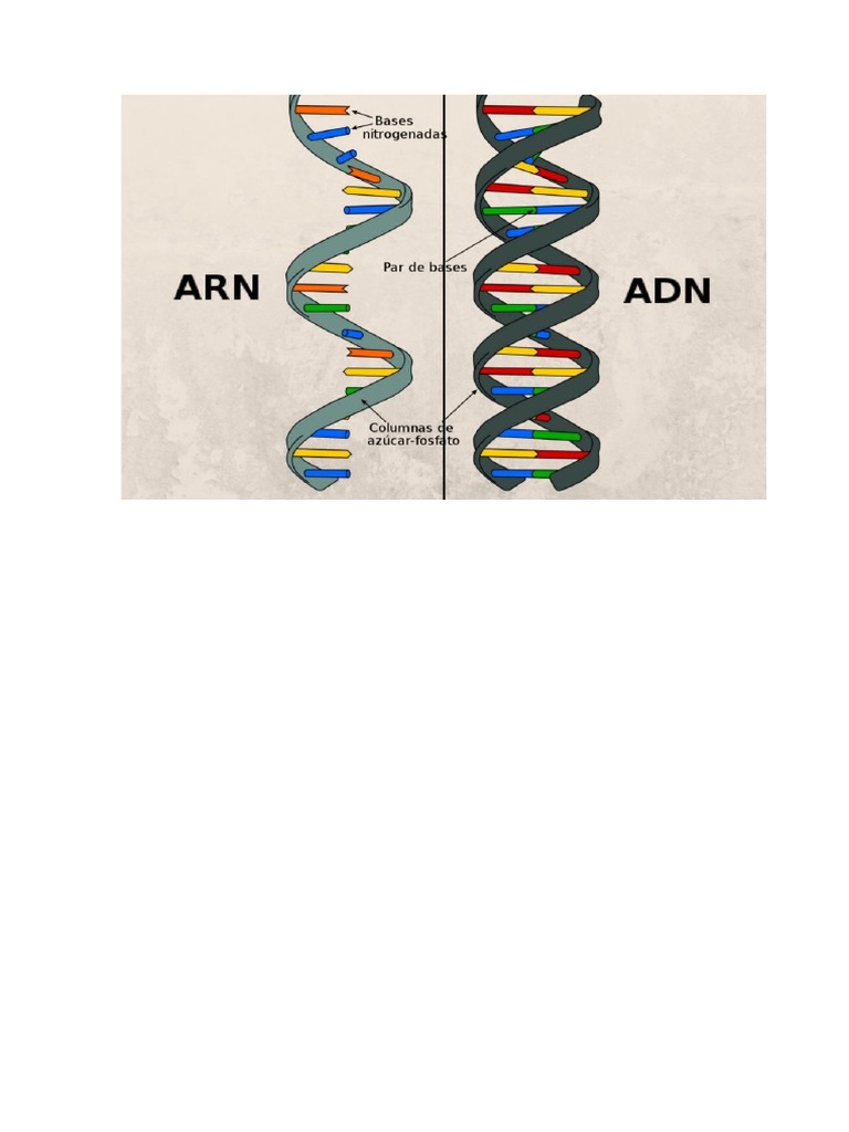 Arn Adn | PDF