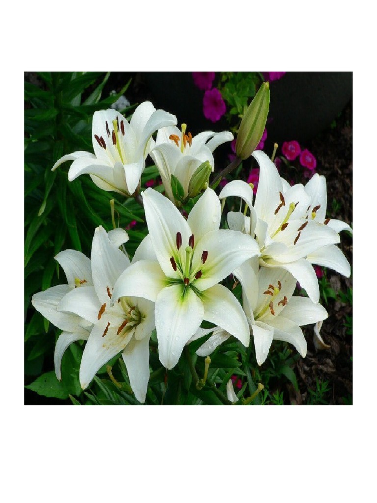 Media Gambar Nama Nama Bunga | PDF