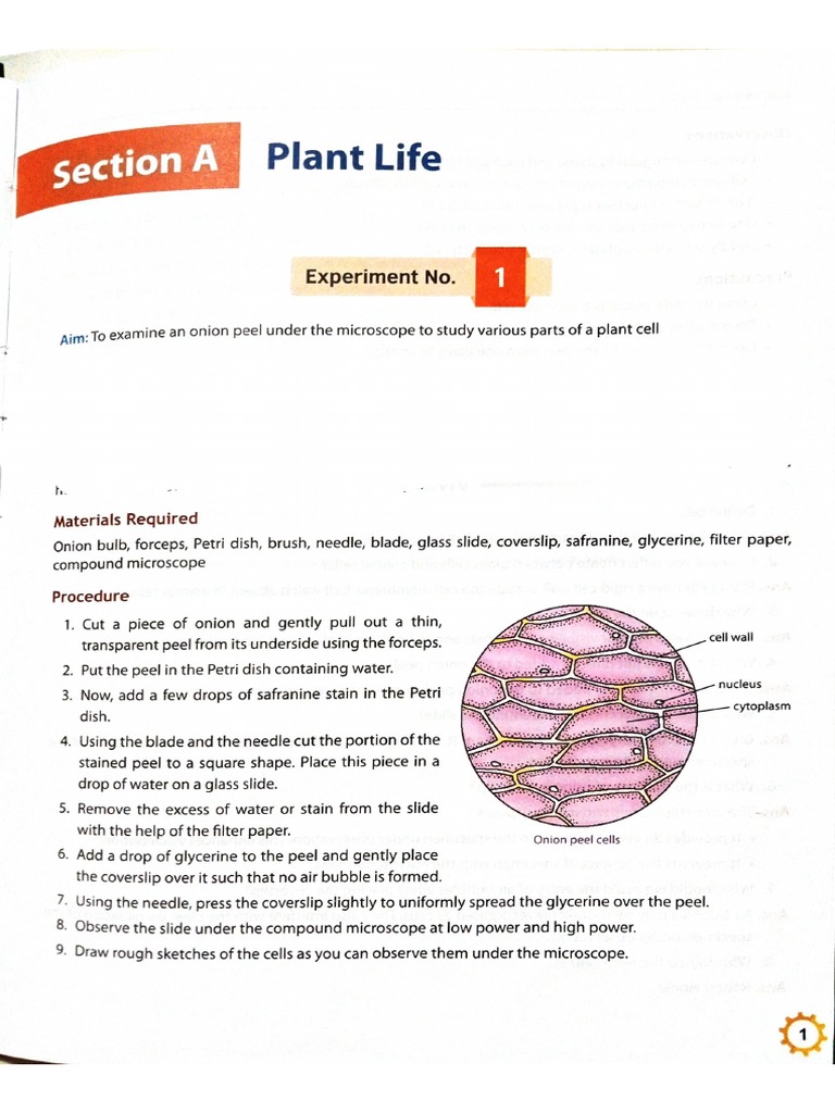 Ix Practical File | PDF