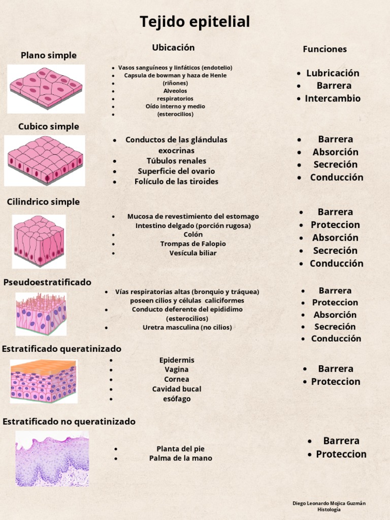 Tejido Epitelial | PDF | Epitelio | Anatomía