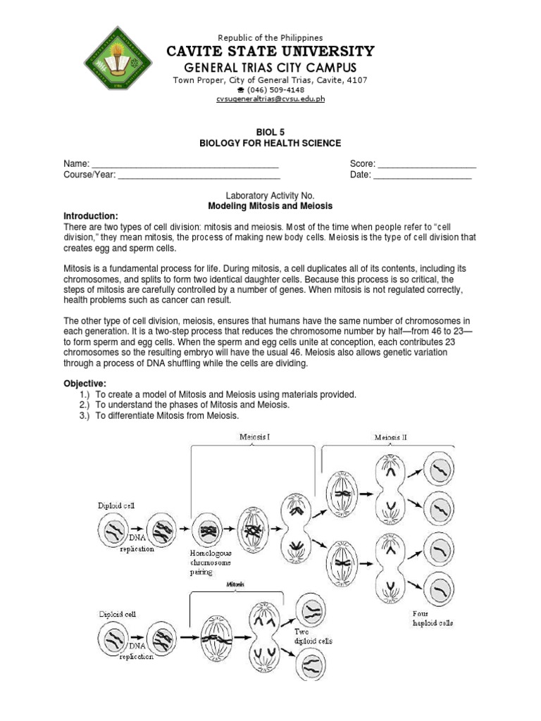Cell Division Activity Lab | PDF | Meiosis | Mitosis