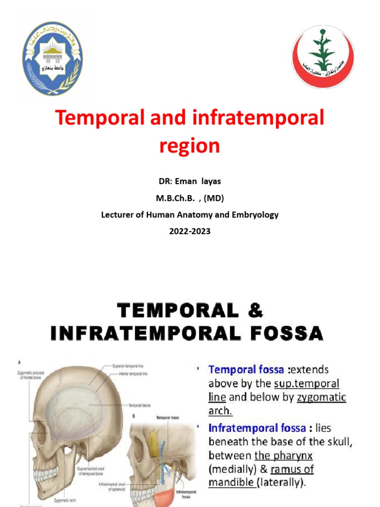 14-Temporal & Infratemporal Region. | PDF