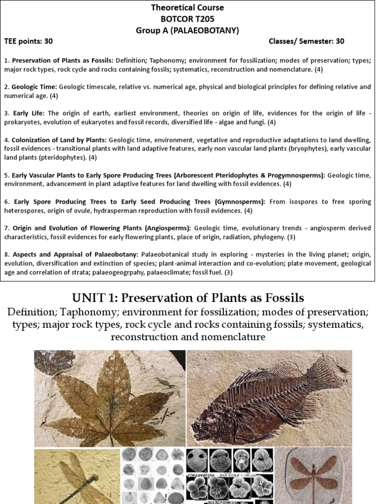 Preservation of Plants as Fossils | PDF | Sedimentary Rock | Rock (Geology)
