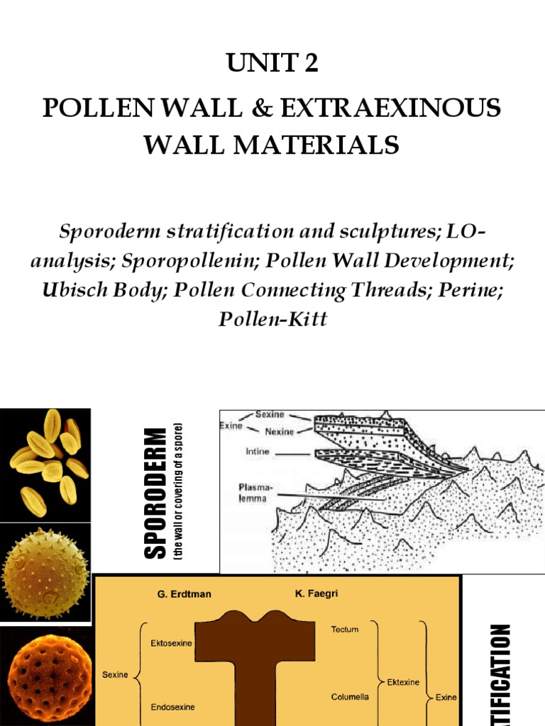 Pollen Wall Development and Structure | PDF