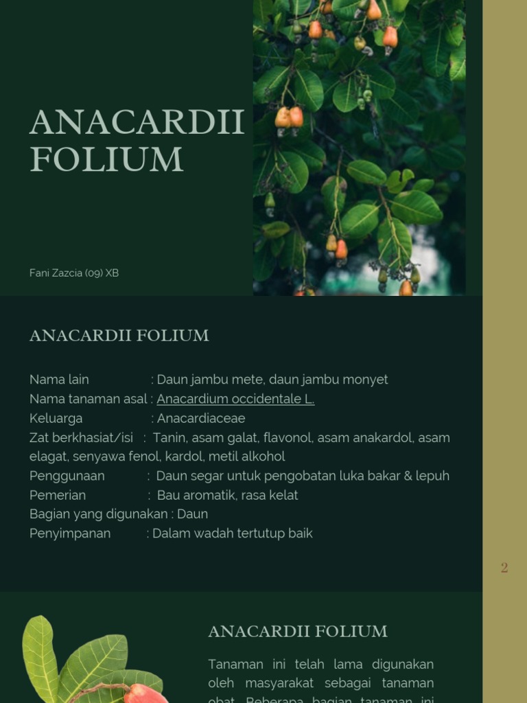 Fani Zazcia - XB - 09 - Anacardii Folium | PDF