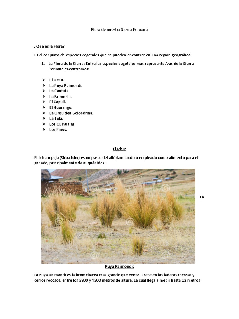 Flora de Nuestra Sierra Peruana | PDF | Arboles | Plantas