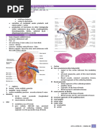 CROSS SECTIONAL ANATOMY OF THE KIDNEYS (Autosaved) | PDF | Kidney | Anatomy