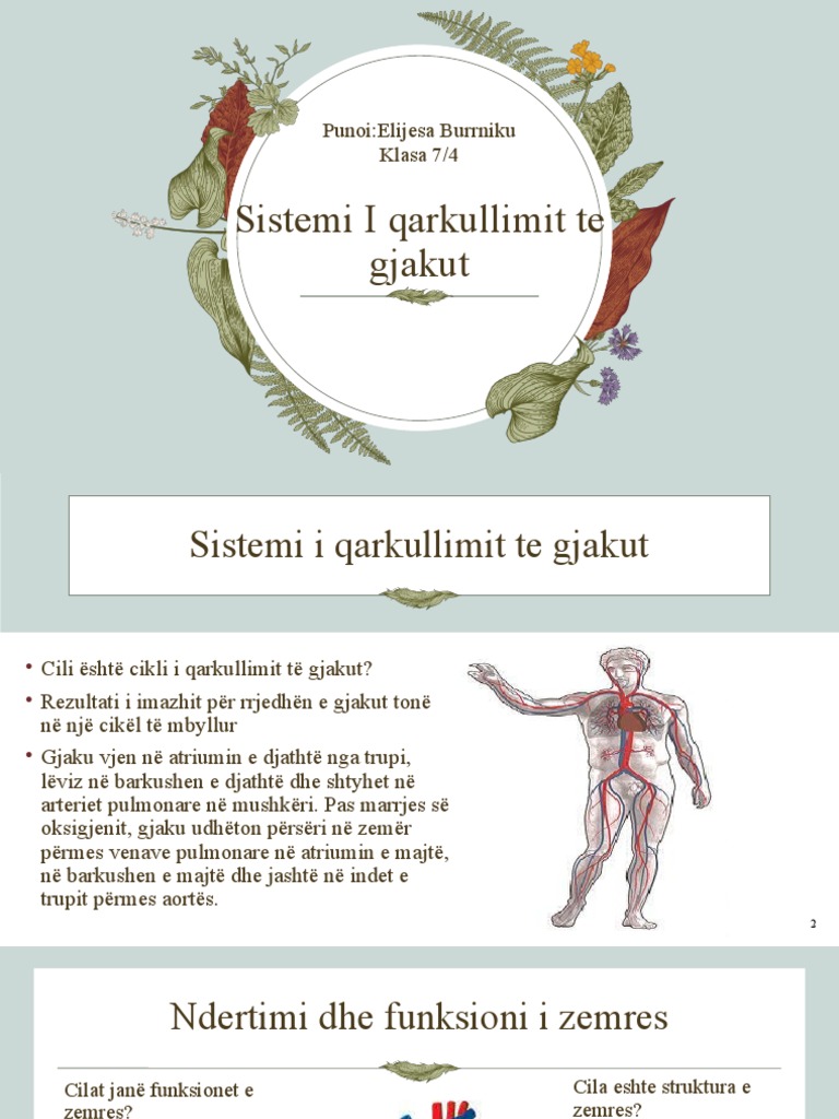 Sistemi I Qarkullimit Te Gjakut | PDF