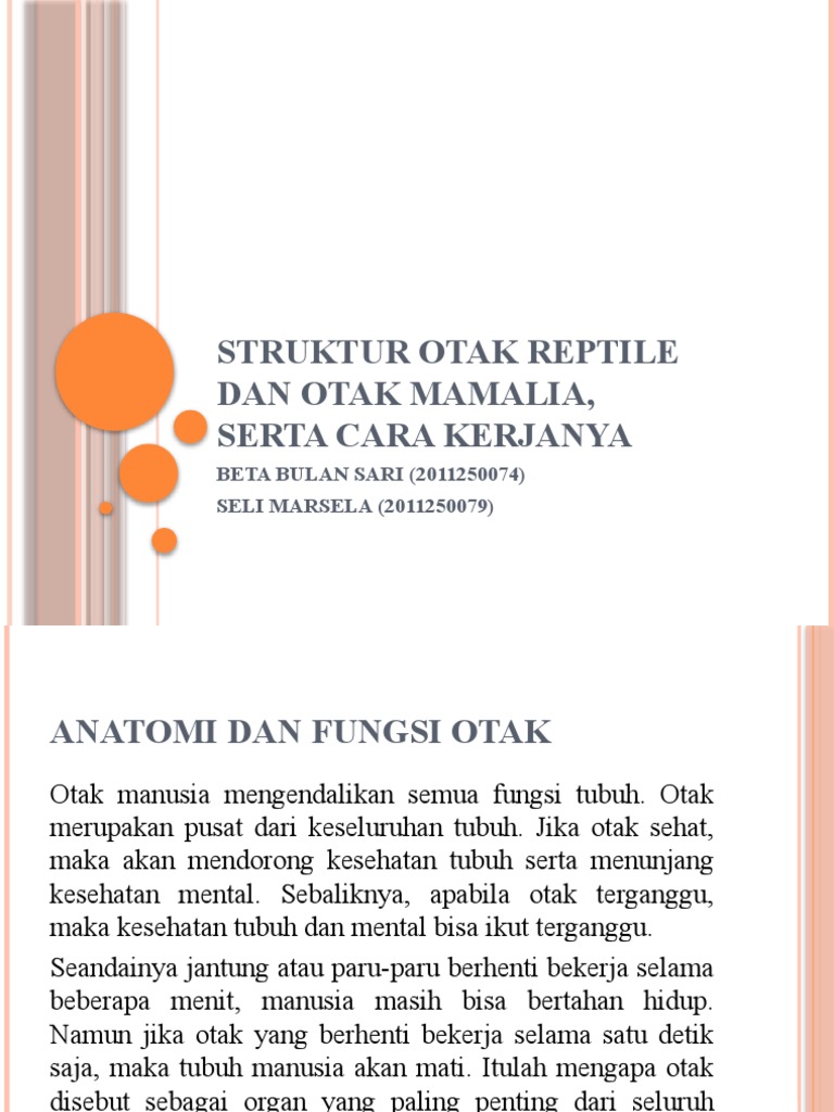 Struktur Otak Reptile Dan Otak Mamalia | PDF