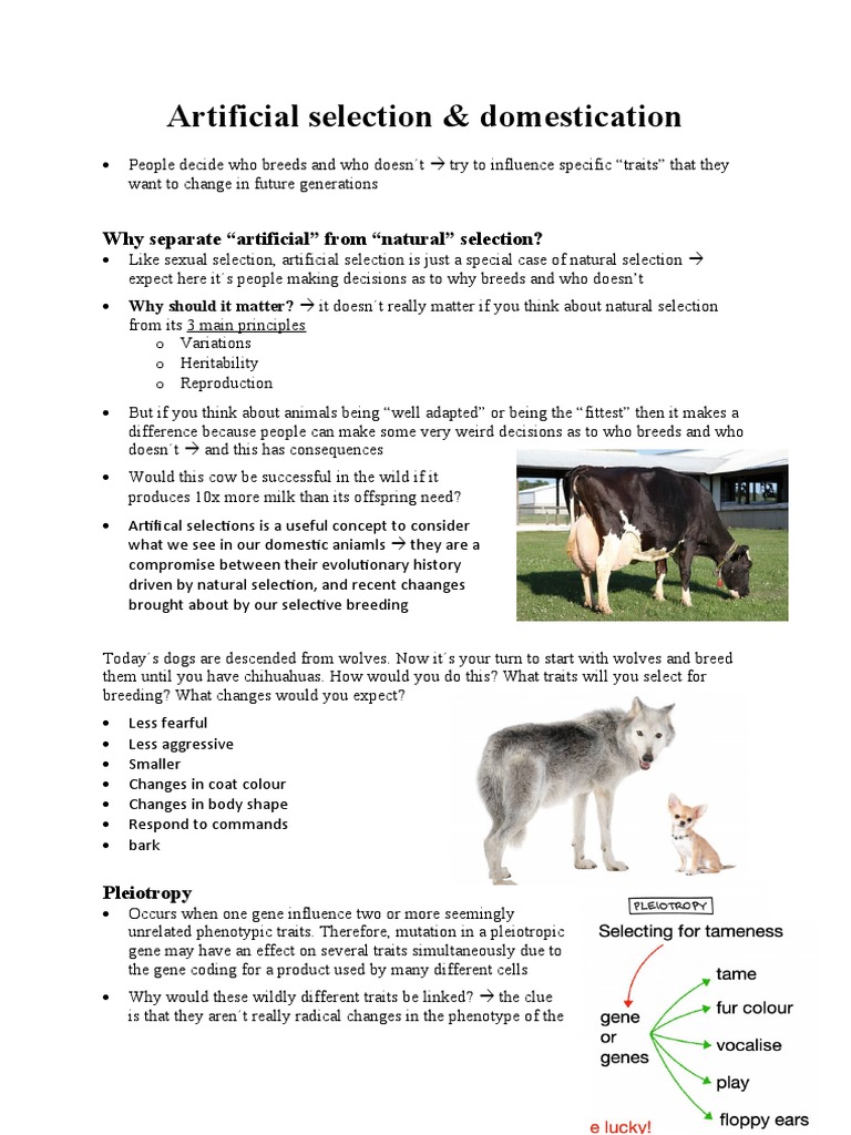 Understanding Artificial Selection | PDF | Inbreeding | Natural Selection