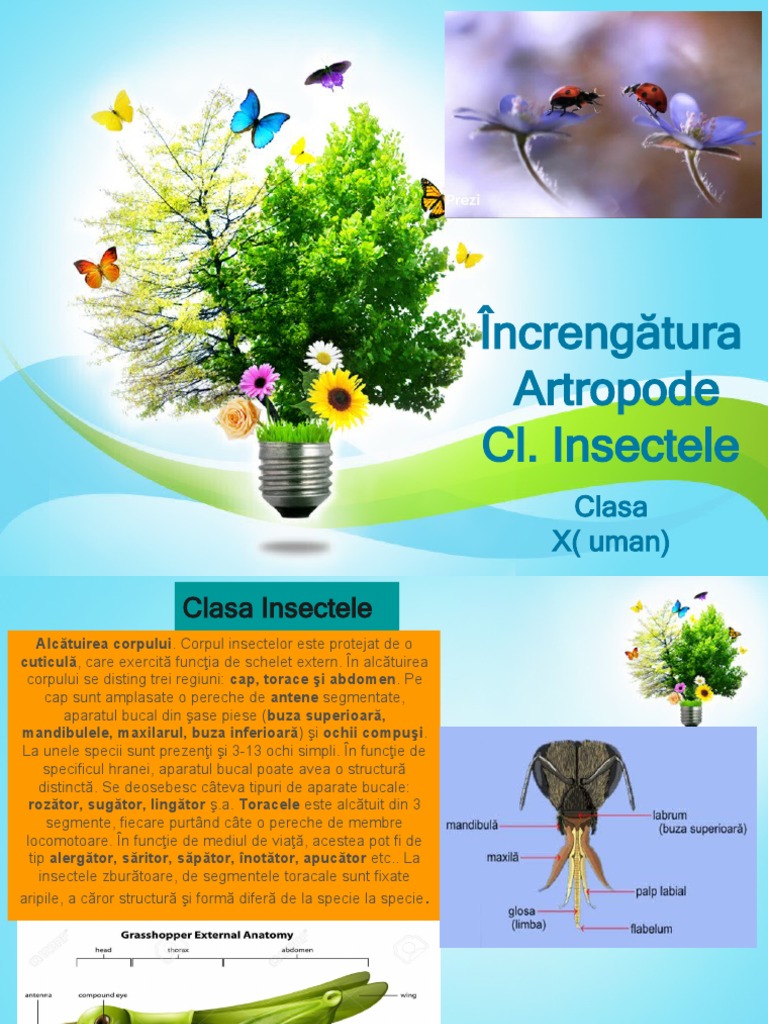 Insectele 10 Uman | PDF