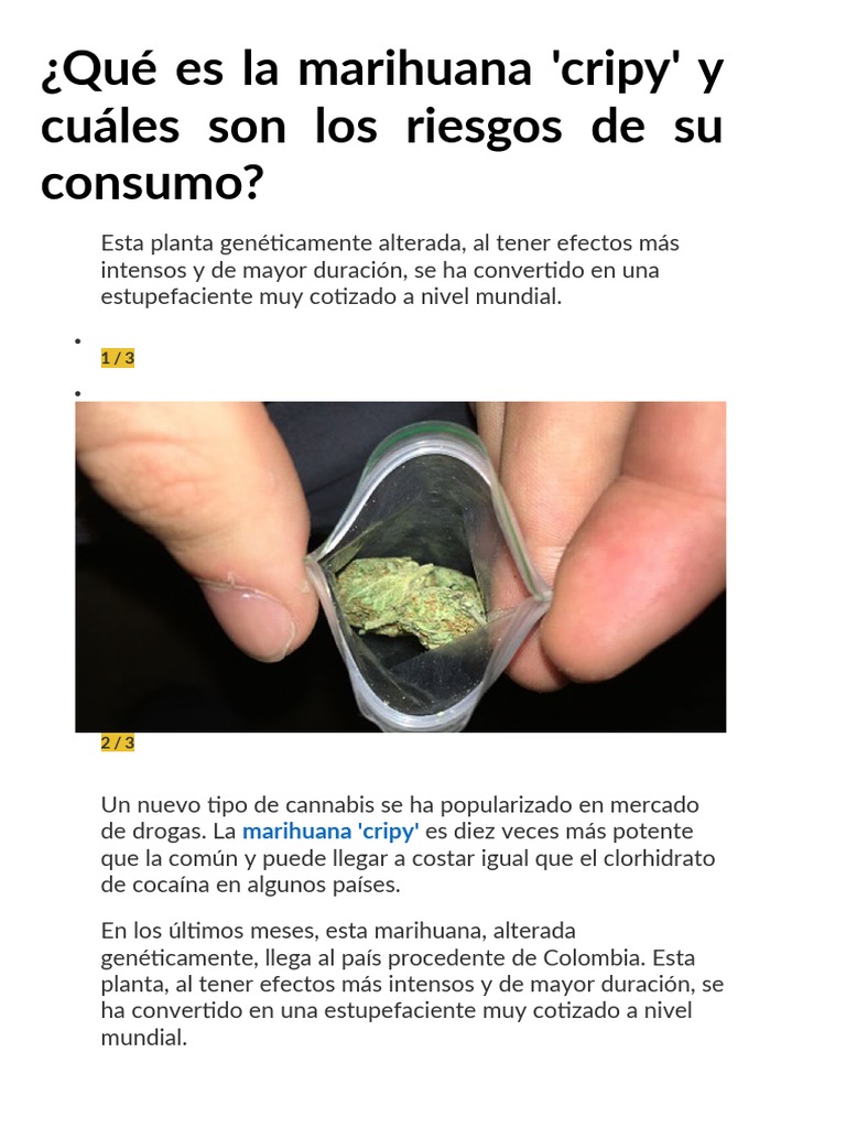 Qué Es La Marihuana Cripy | PDF | Cannabis (Droga) | Tetrahidrocannabinol