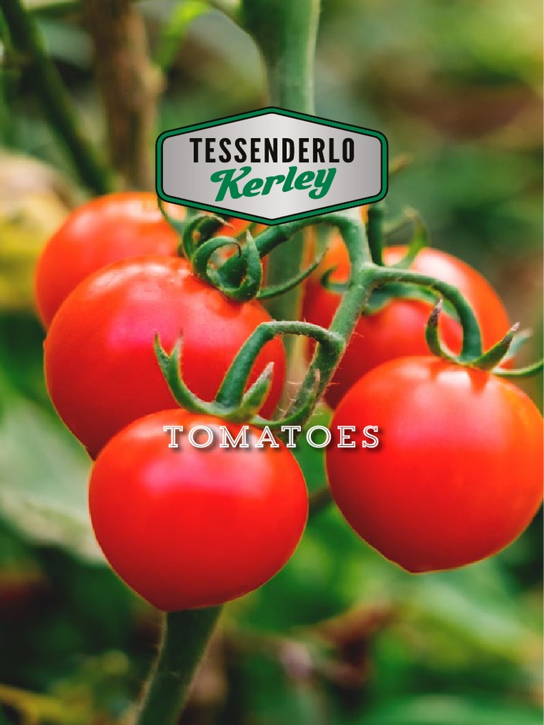 Tomato Brochure en | PDF