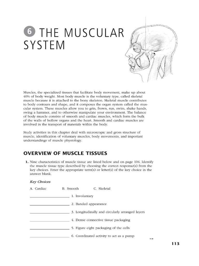 06ANPH111LB - Muscular System | PDF
