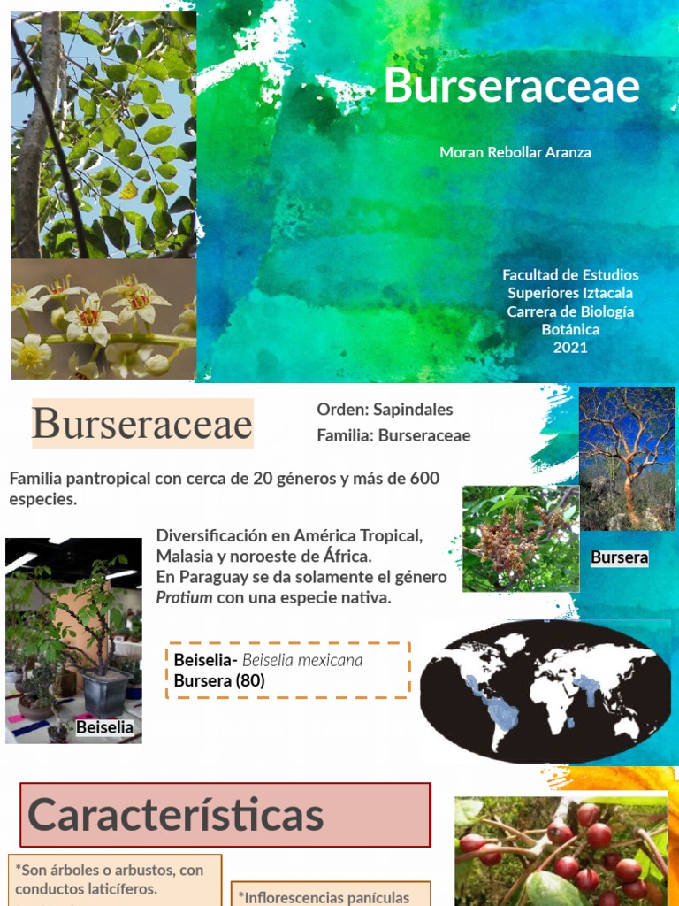 Burseraceae | PDF
