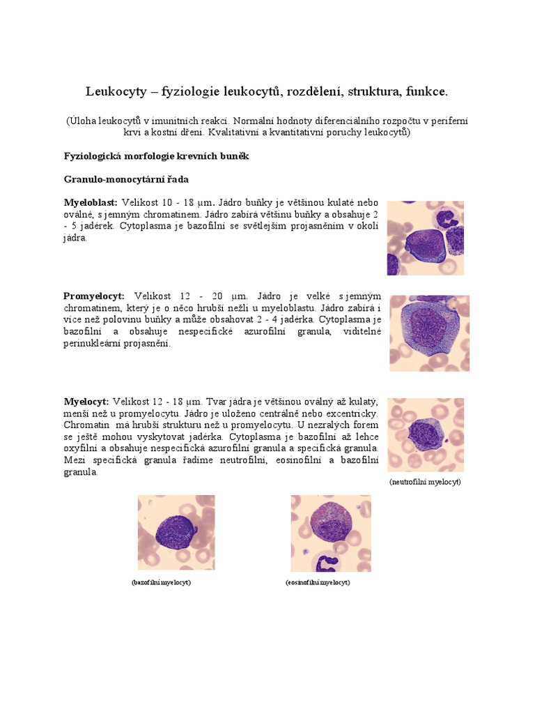 7. Leukocyty | PDF