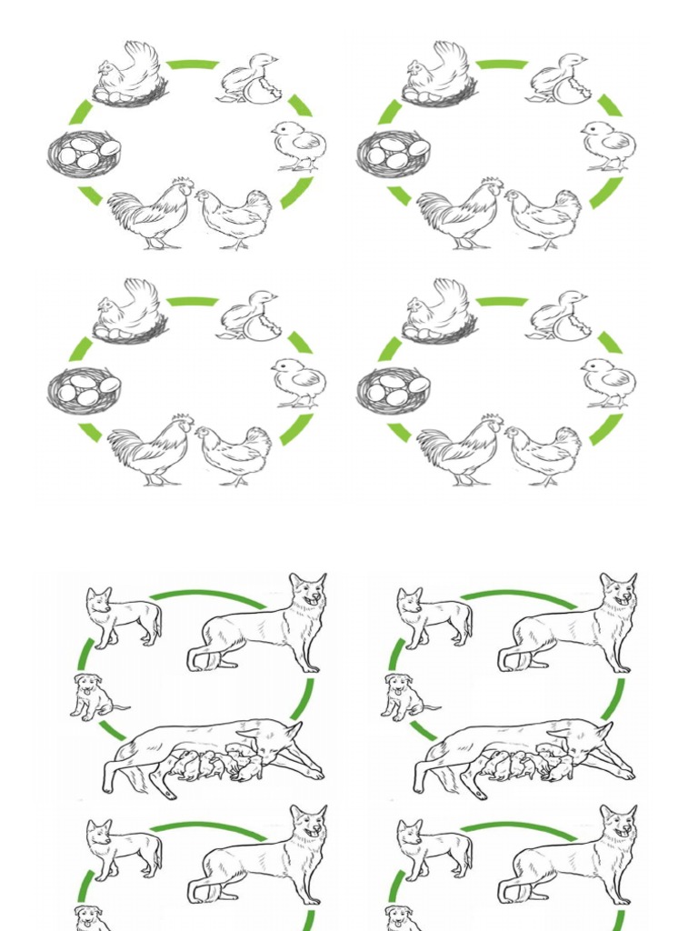 Ciclo de Vida de Los Animales | PDF