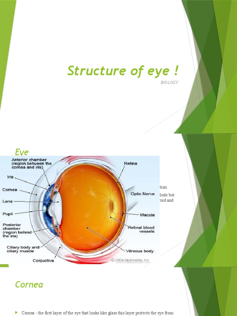 Structure of Eye ! | PDF | Eye | Retina