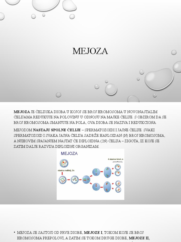 MEJOZA | PDF