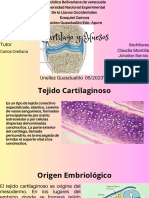 Diferencias entre condroblastos y condrocitos | PDF | Cartílago ...
