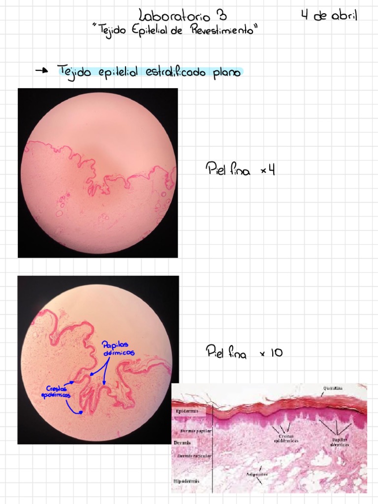 Bitácora Lab Sección | PDF | Epitelio | Cartílago