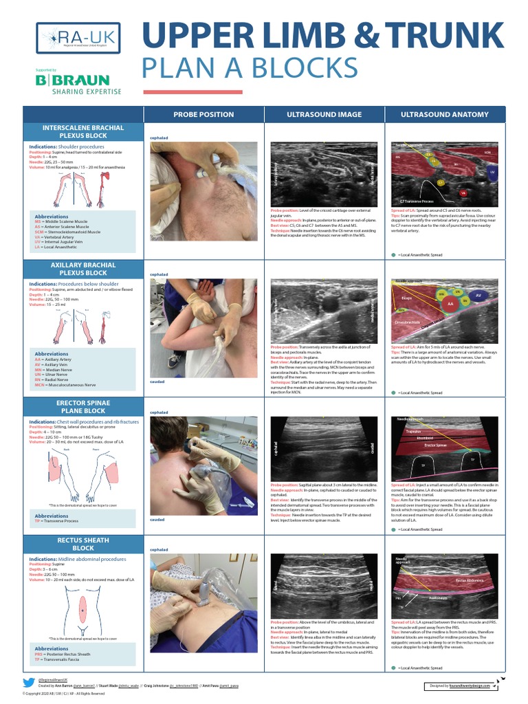Plan A - Upper and Lower Limb | PDF | Arm | Anatomy