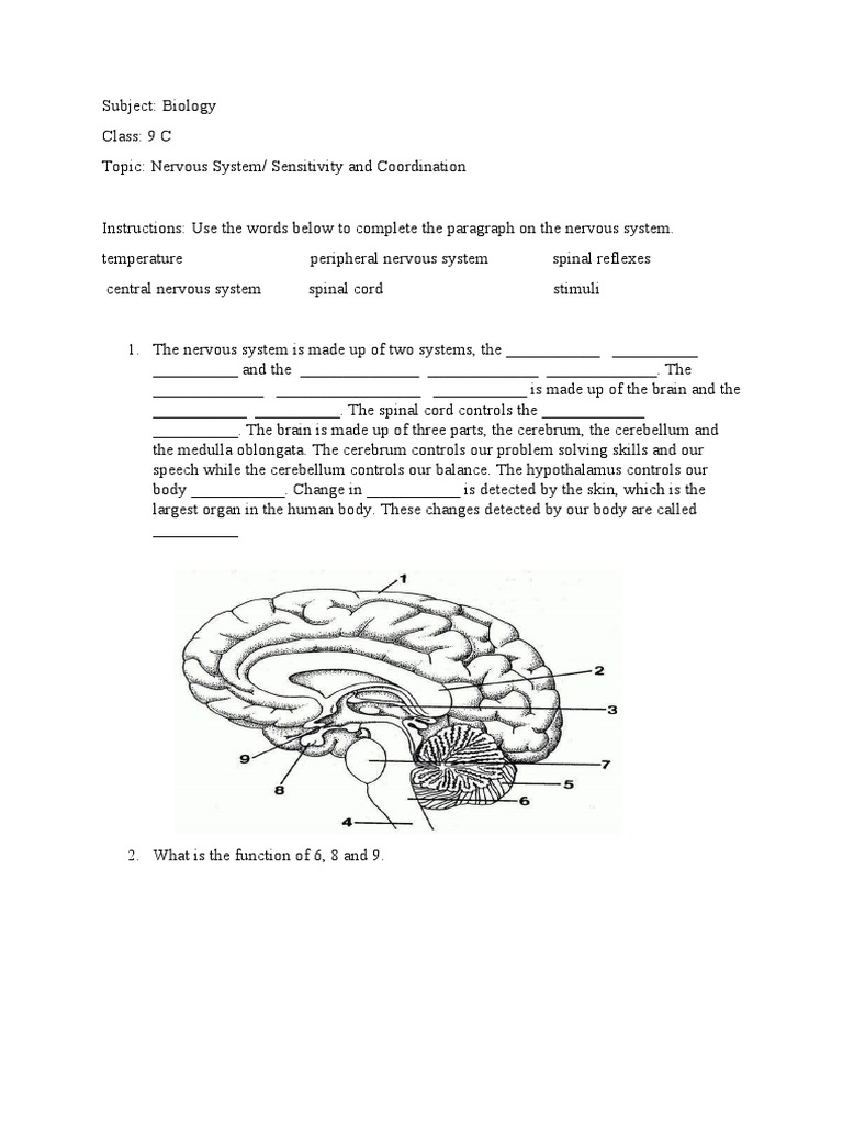 Nervous System Worksheet for Grade 9 | PDF