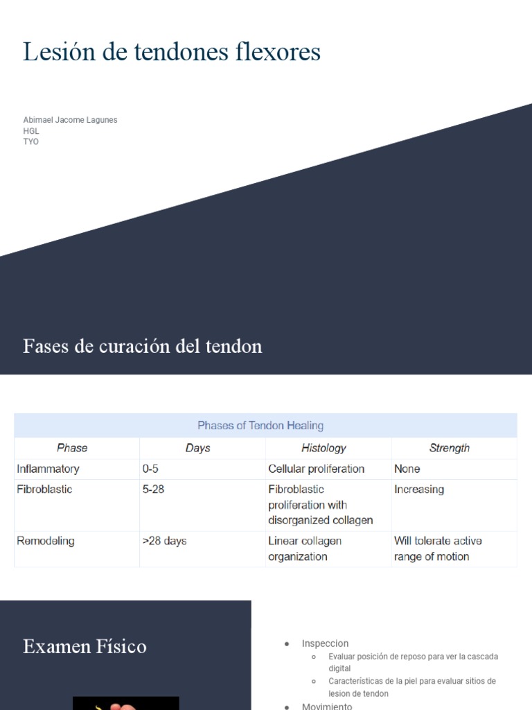 Lesiones de Tendones Flexores y Extensores | PDF | Tendón | Especialidades Medicas