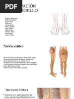 Tablas de Los Músculos Netter 7 | PDF | Articulaciones | Anatomía del ...