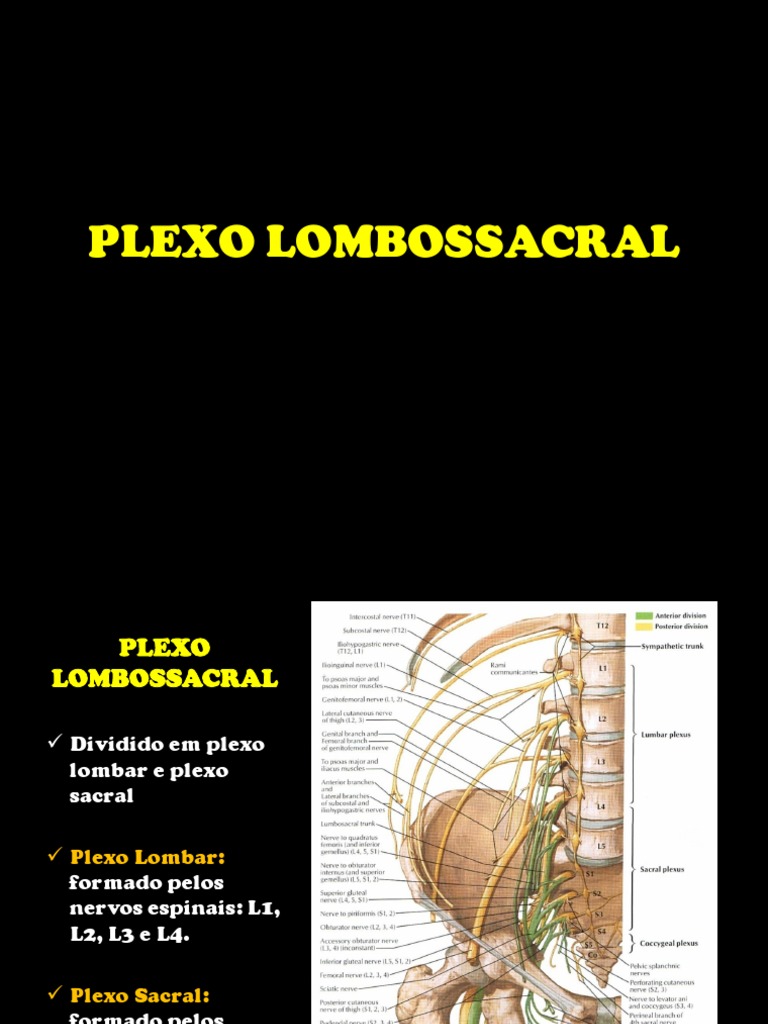 Plexo Lombossacral | PDF | Anatomia humana | Sistema Locomotor