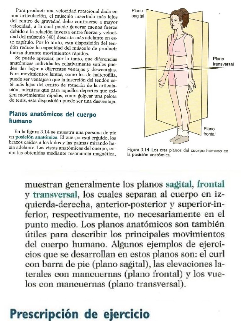 Planos Anatomicos y Movimientos | PDF