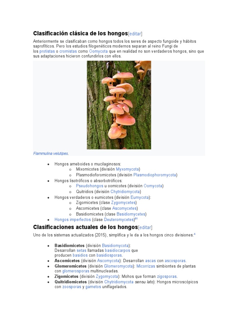 Clasificación Clásica de Los Hongos | PDF | Hongo | Biología