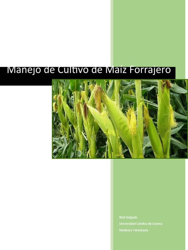 Maiz Forrajero | PDF | Maíz | Riego