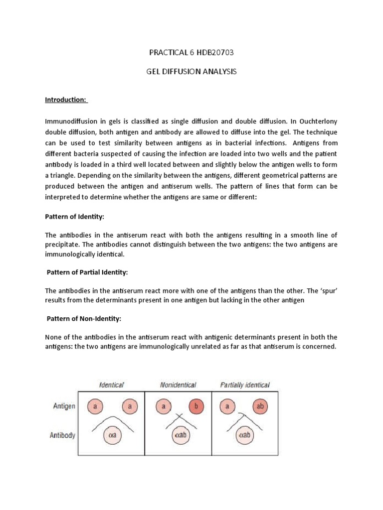 Lab Report Immunodiffusion | PDF | Antibody | Polyclonal B Cell Response