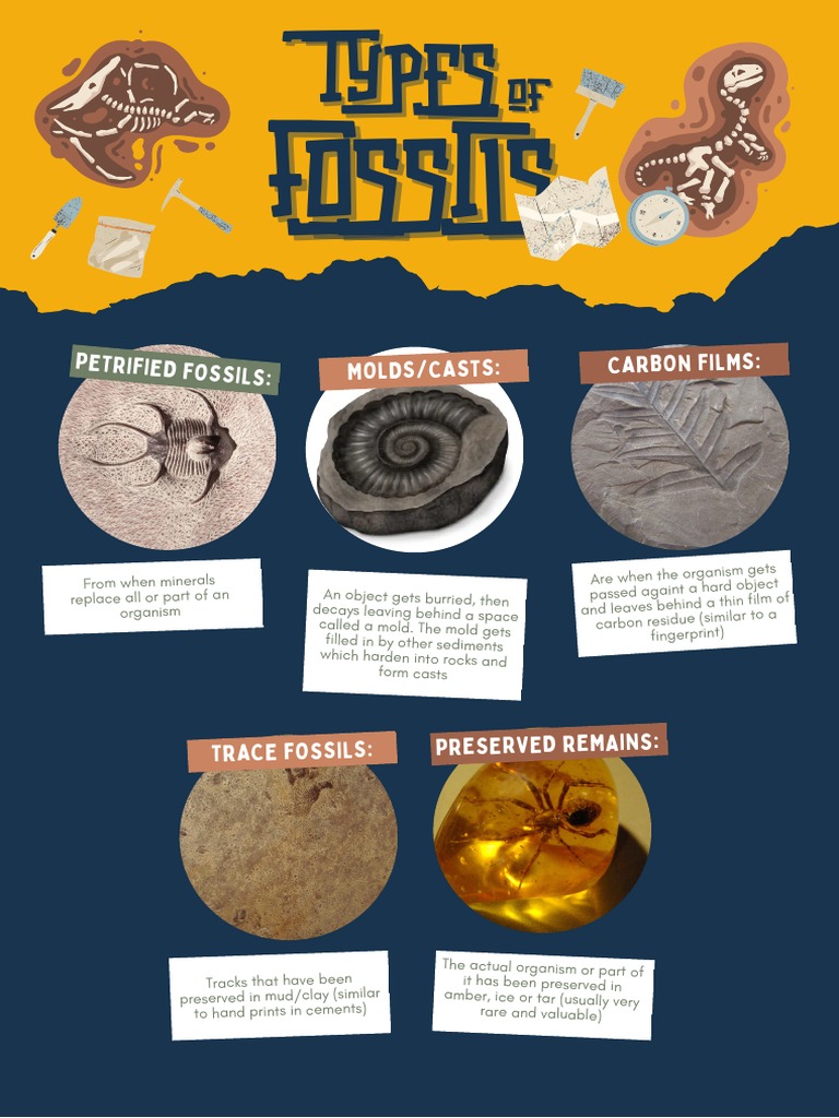 Types of Fossils | PDF