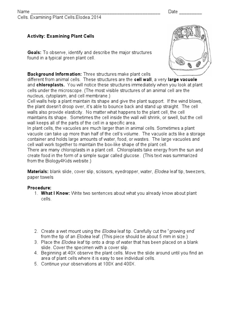 Examining Plant Cells (Elodea) | PDF | Career & Growth | Wellness