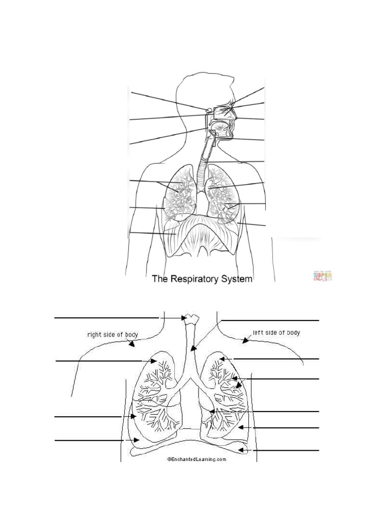 Respiratory System | PDF