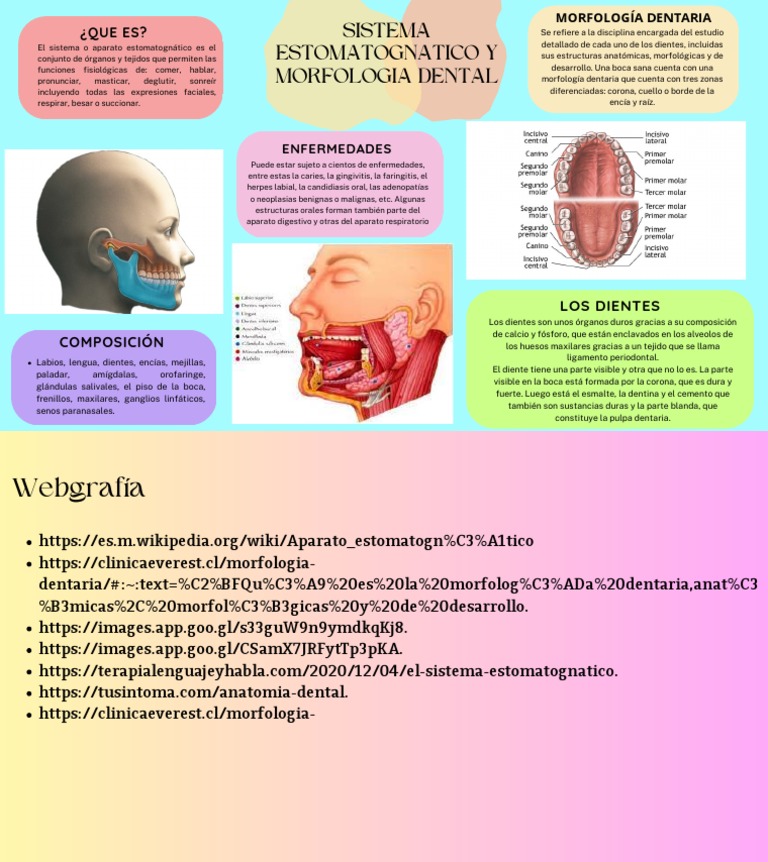 Mapa Sistema Estomatognatico | Descargar gratis PDF | Diente | Anatomía