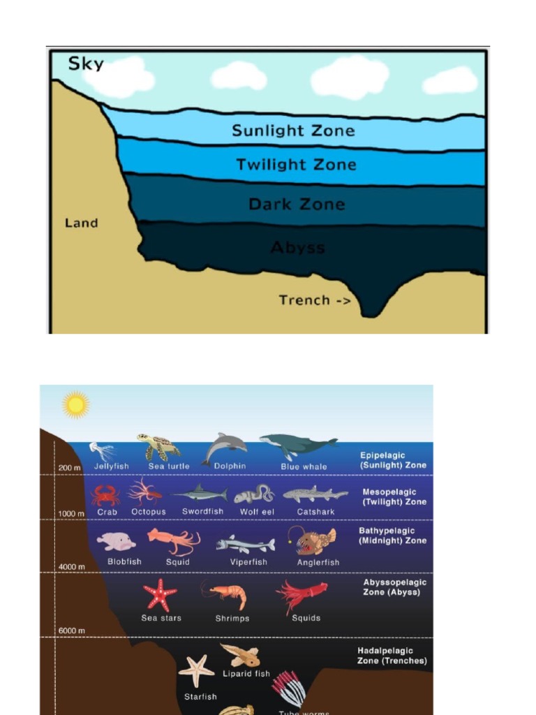 Sea Zone | PDF