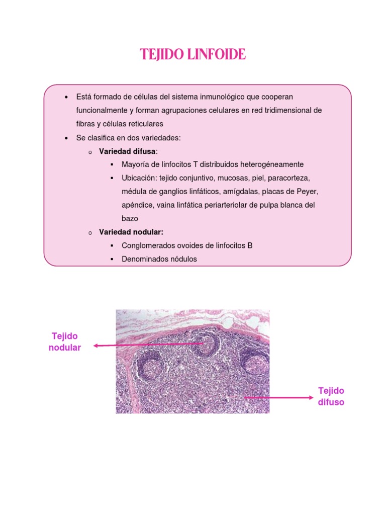 Tejido y organos linfoides | PDF | Ganglio linfático | Sistema linfático