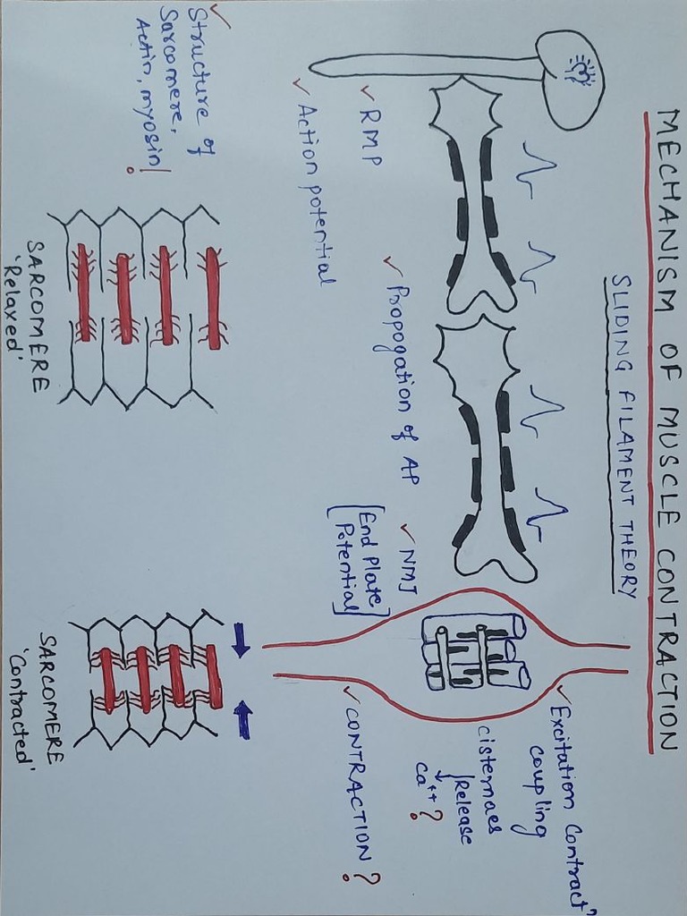 Sliding Filament Theory Of Muscle Contraction Online Explain Sliding
