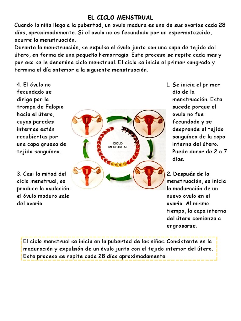 El Ciclo Menstrual | PDF