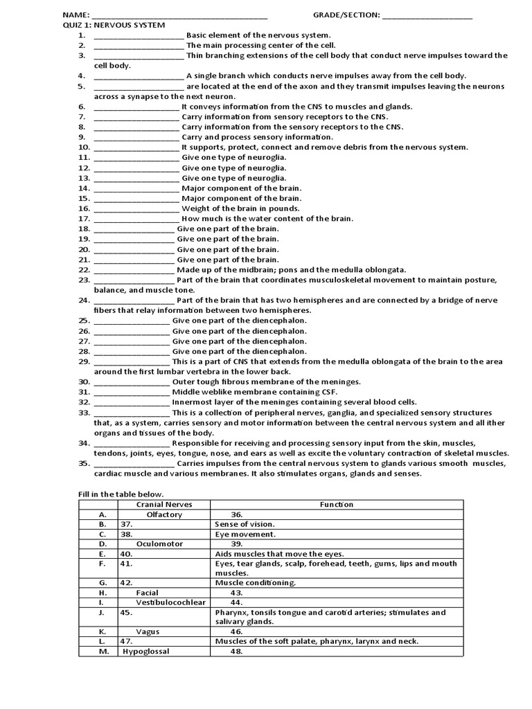 Nervous System Quiz for Grades 10-12 | PDF | Central Nervous System | Brain