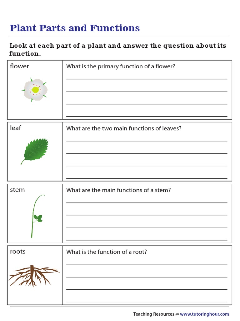 Plant Parts and Their Functions Worksheet | PDF | Home & Garden ...